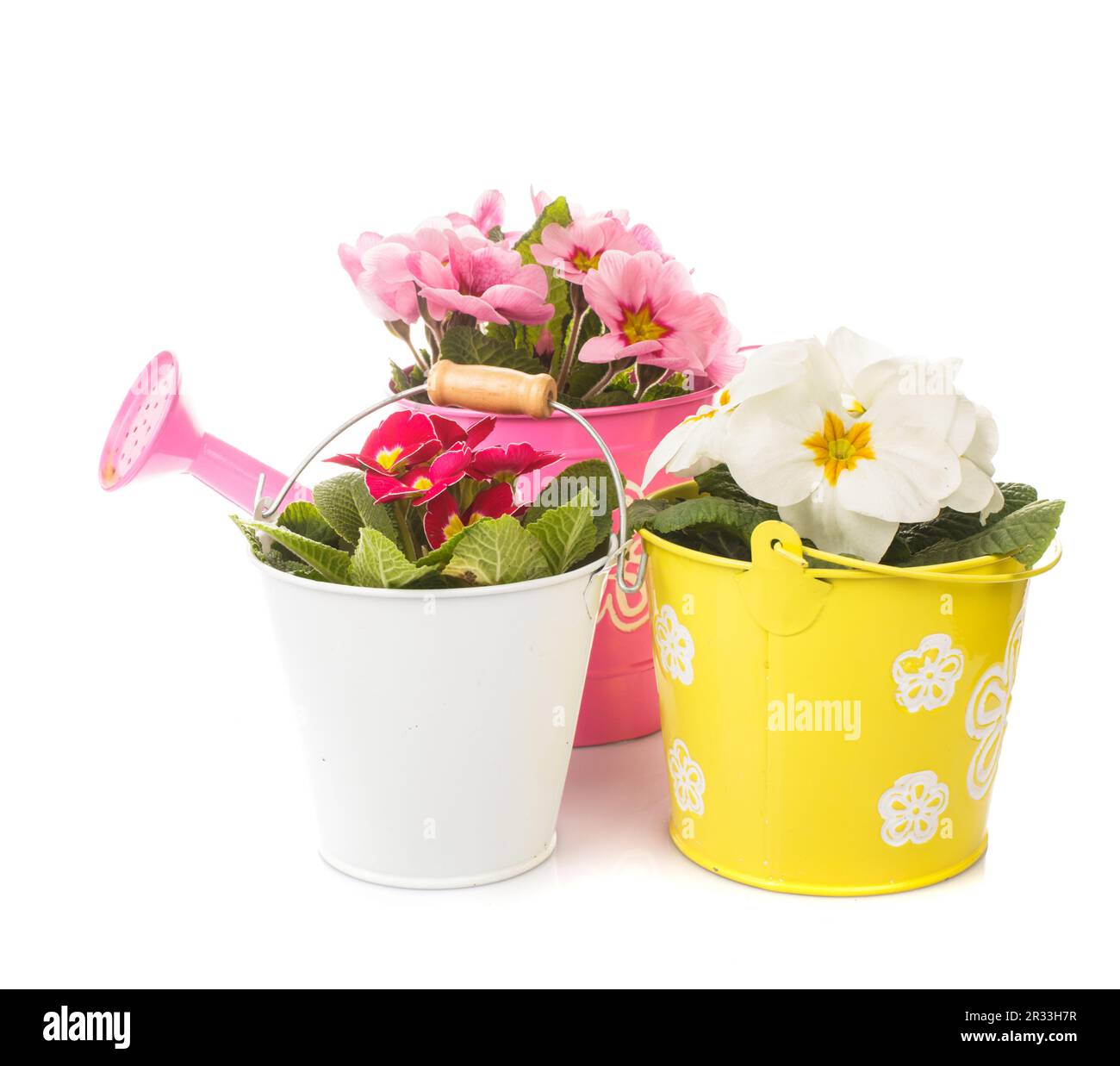 Primula pot hi-res stock photography and images - Alamy