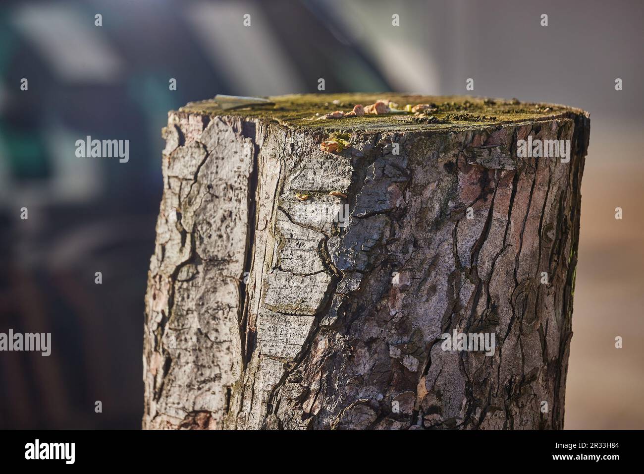 Stump of a chopped tree Stock Photo - Alamy