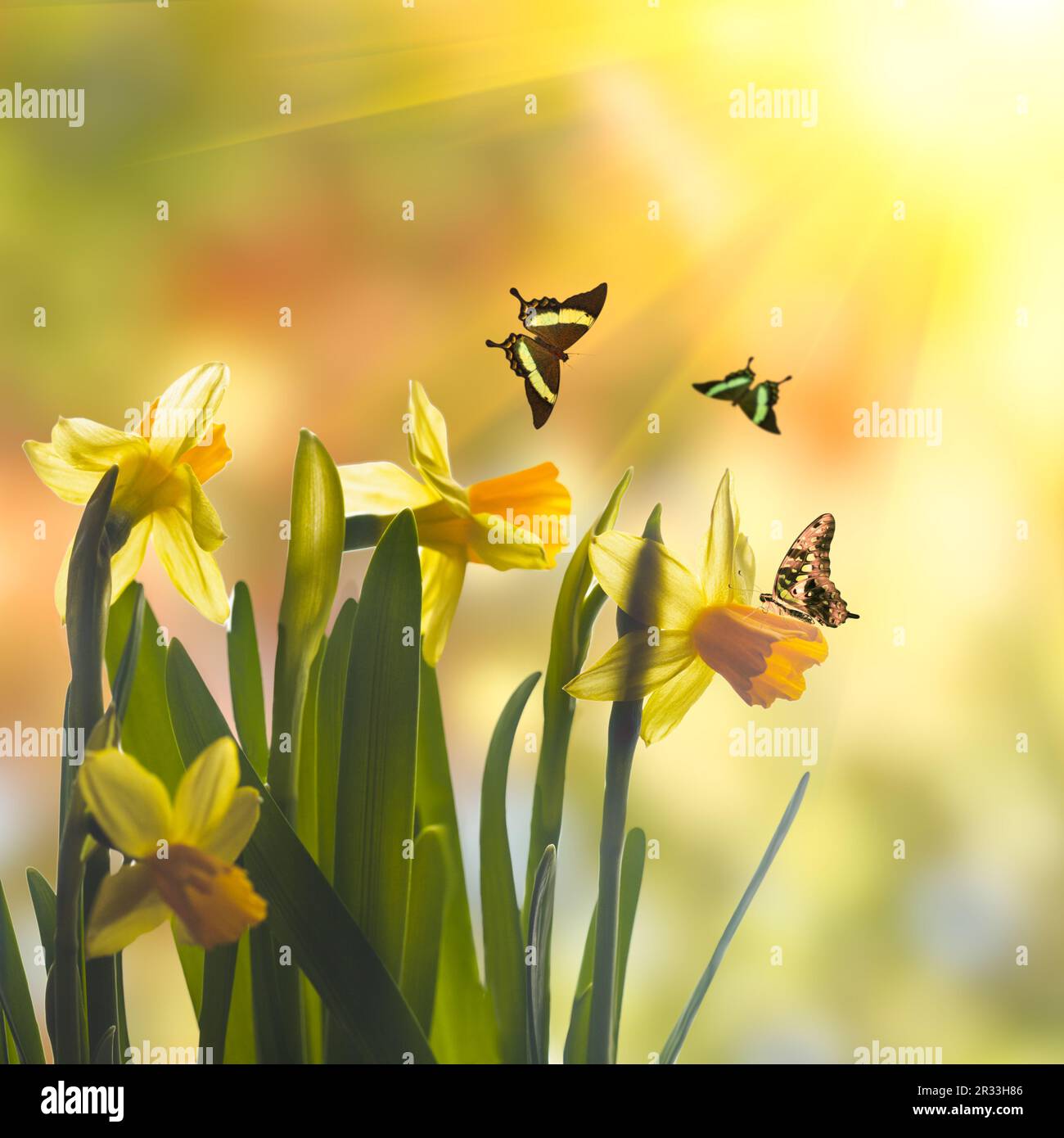 Butterfly daffodil hi-res stock photography and images - Alamy
