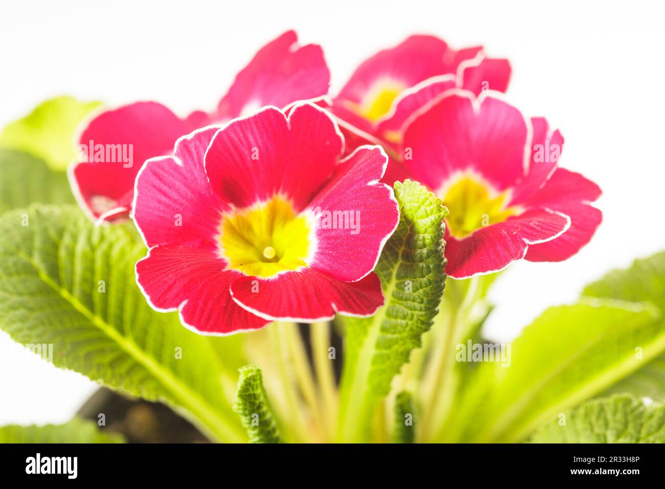Primulas container garden hi-res stock photography and images - Alamy