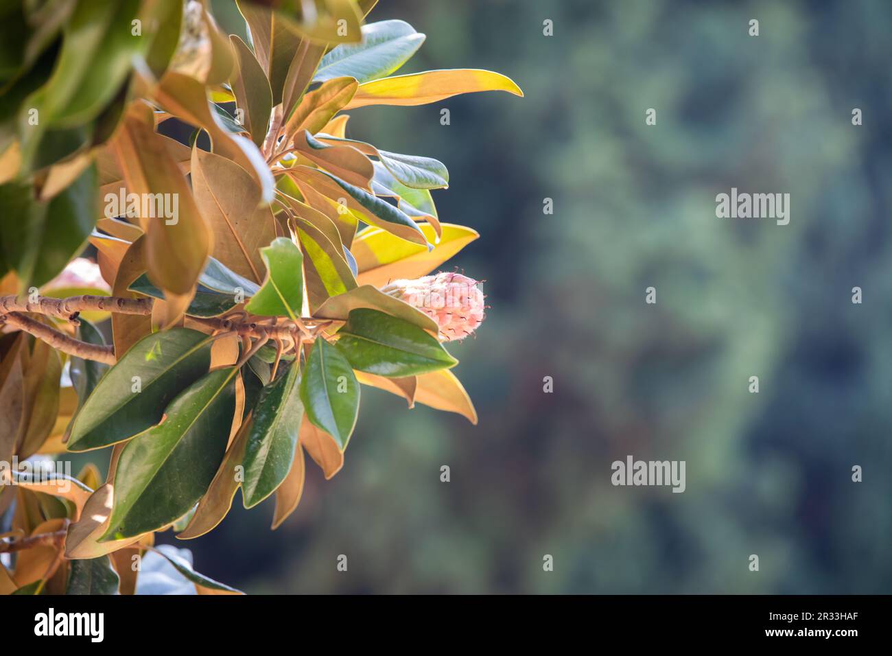 Different ficus plants in the gardens of Alhambra fortified palace ...