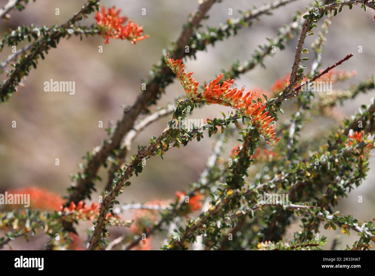 Ocotillo, Fouquieria Splendens, displaying springtime blooms in the ...