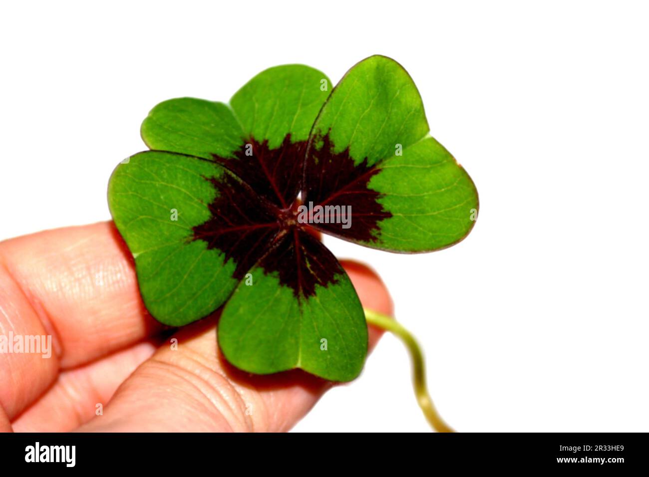 Cultivated clover hi-res stock photography and images - Alamy