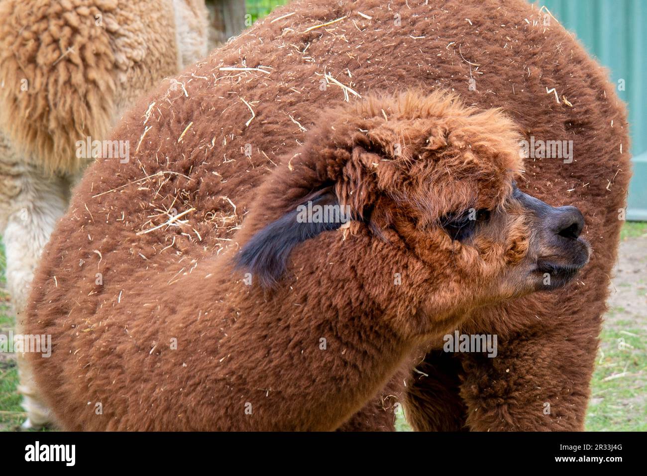 Vauxhall City Farm London UK Stock Photo - Alamy