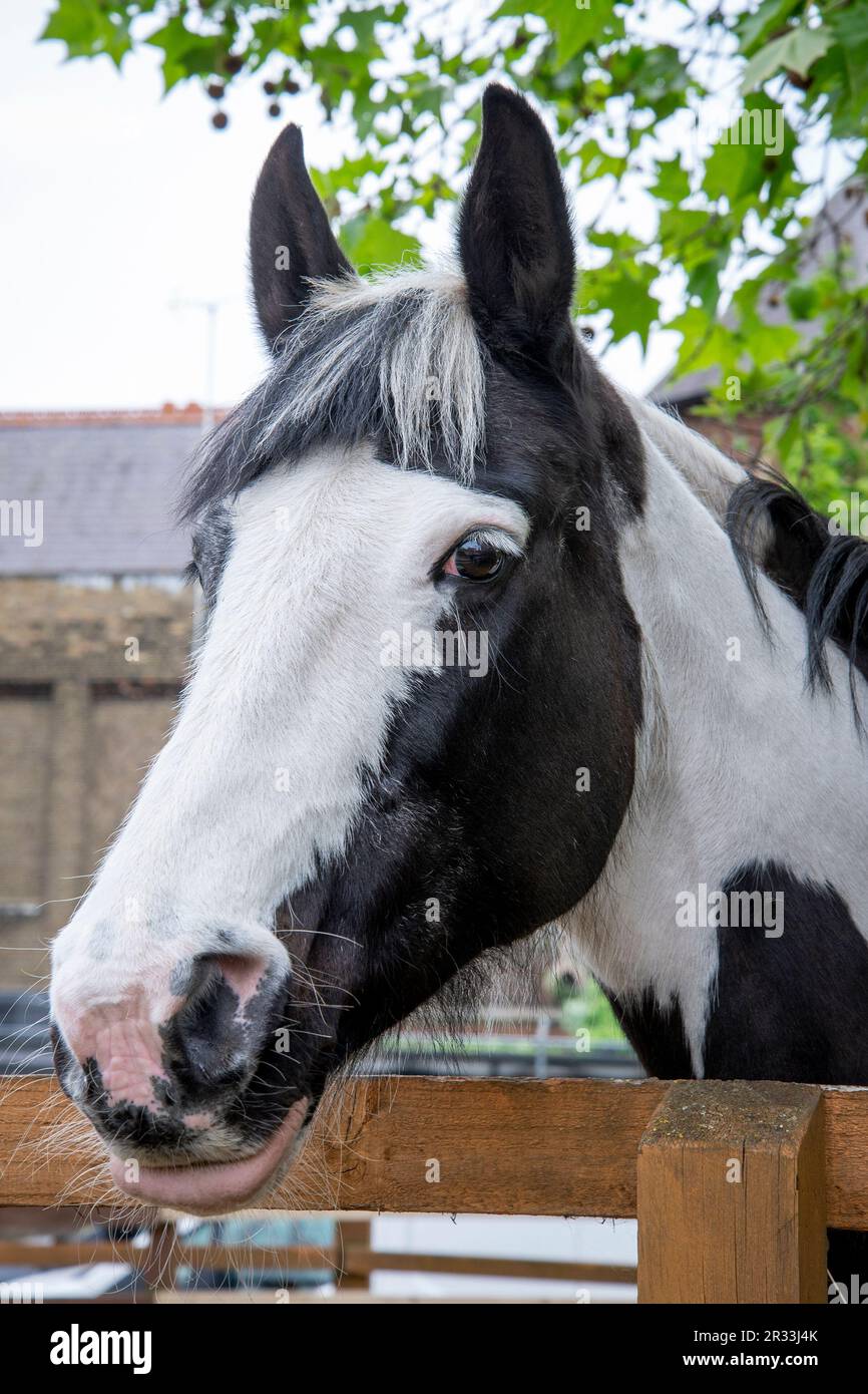Vauxhall City Farm London UK Stock Photo - Alamy