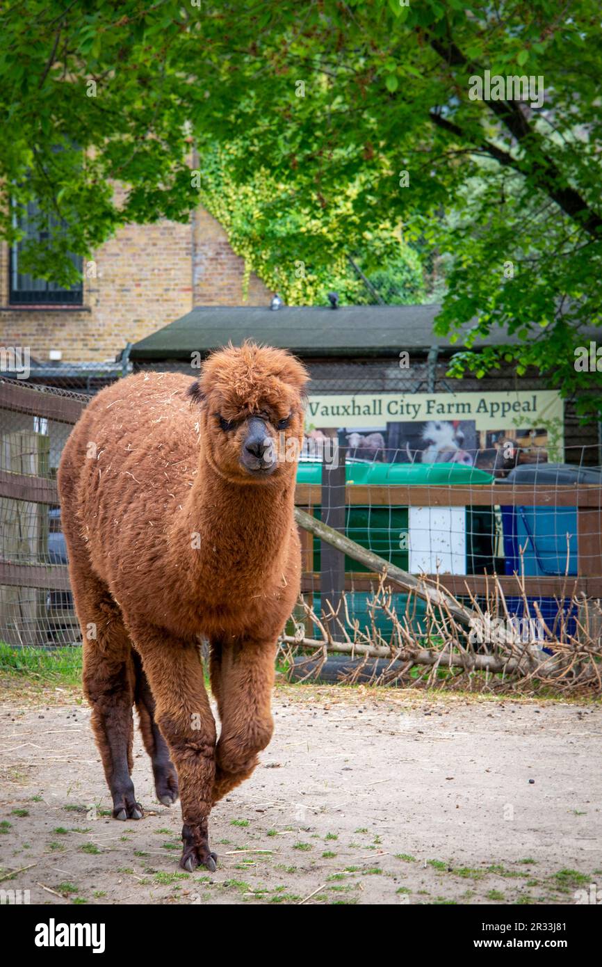 London zoo animals cute hi-res stock photography and images - Alamy