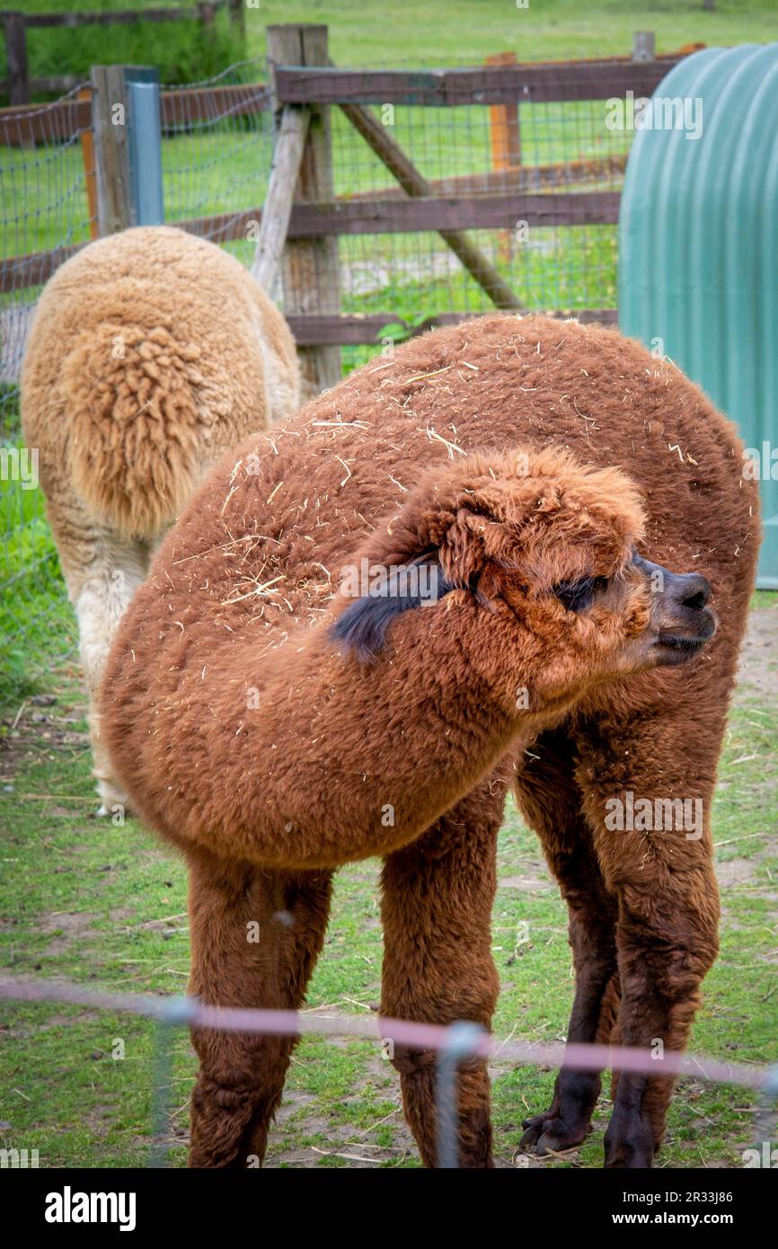 Vauxhall City Farm London UK Stock Photo - Alamy
