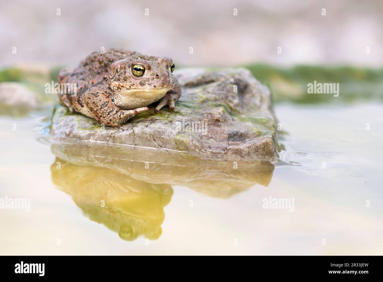Buffo toad hi-res stock photography and images - Alamy
