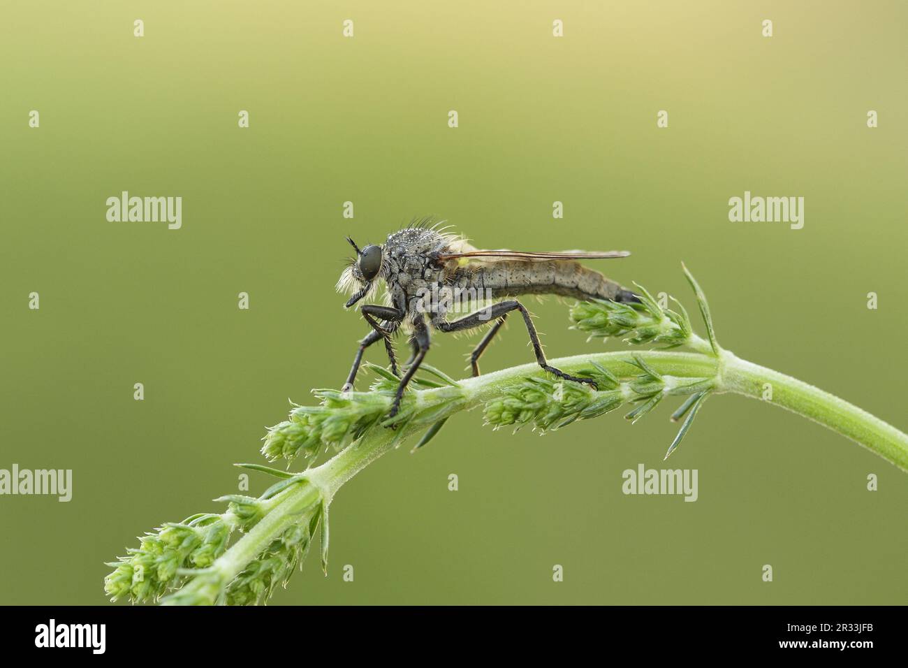 Asilidae hi-res stock photography and images - Alamy