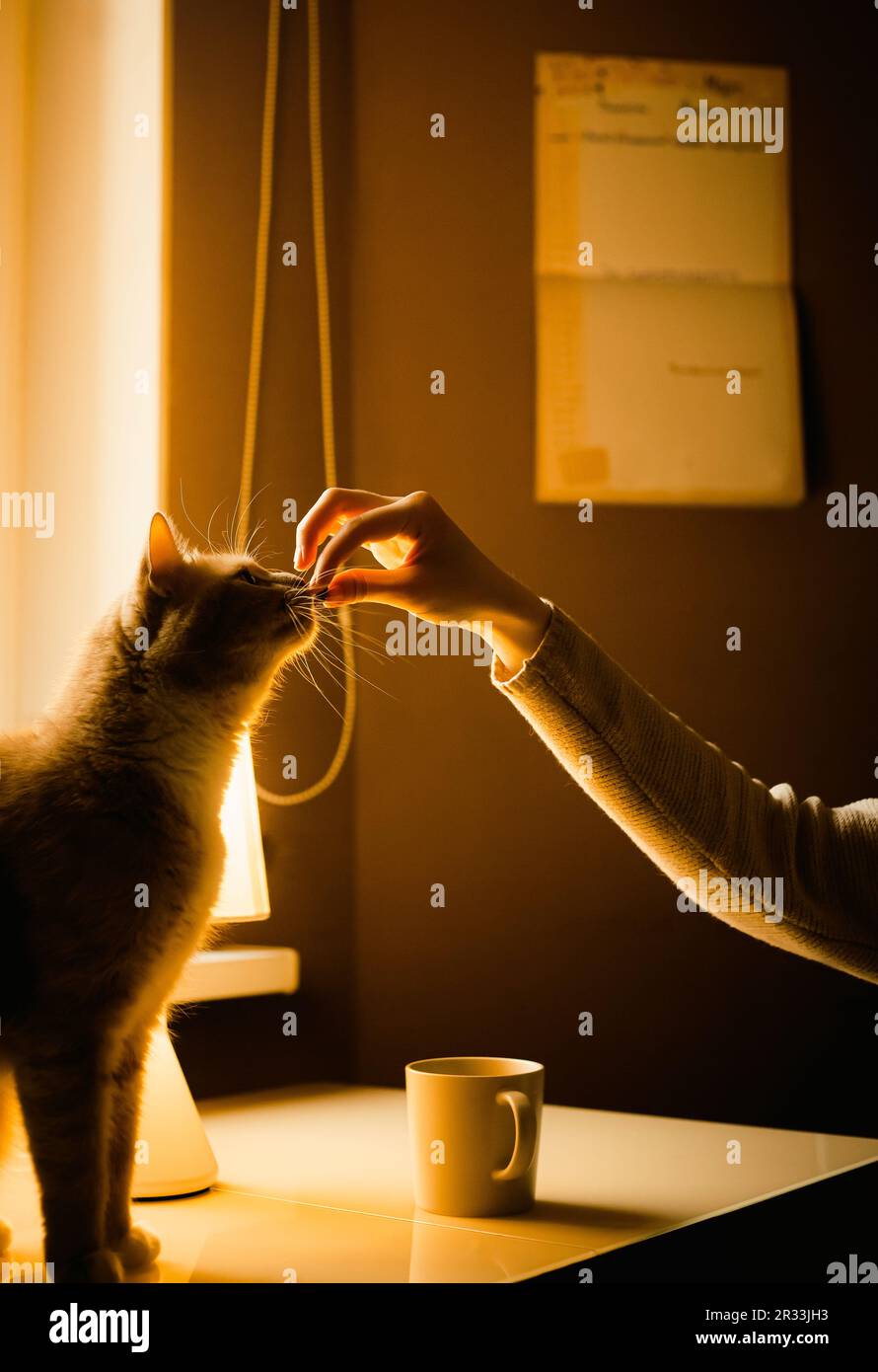 A ginger cat seat on a kitchen table and eat a treat from her doting ...