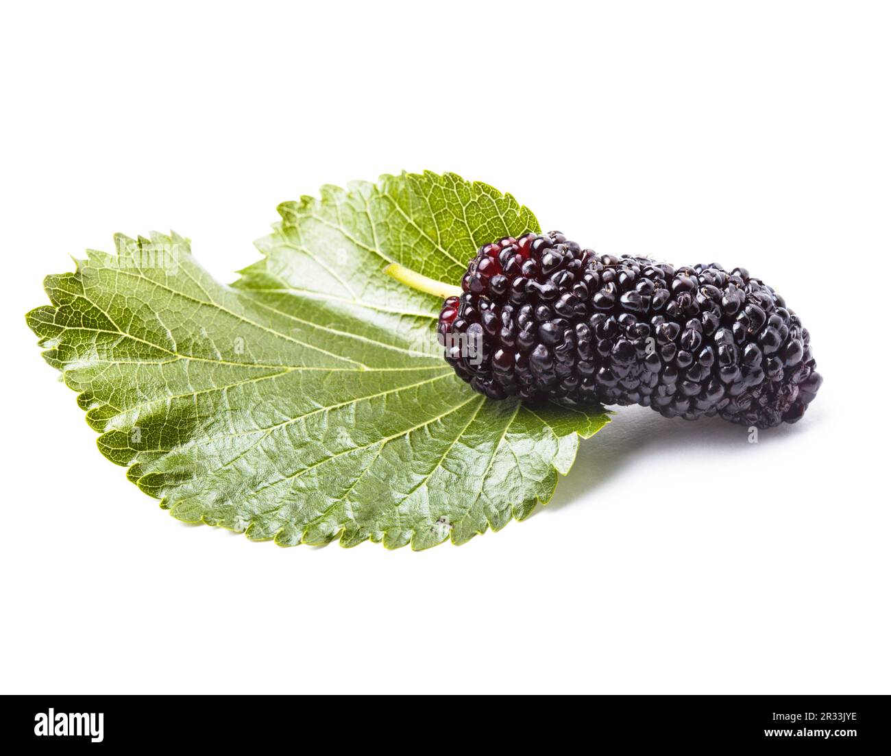 White mulberry berry closeup Cut Out Stock Images & Pictures - Alamy