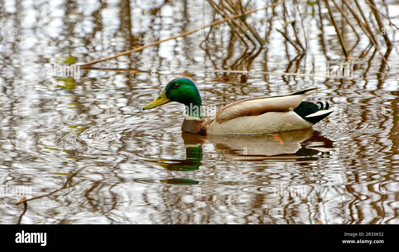 Duck tail hi-res stock photography and images - Alamy