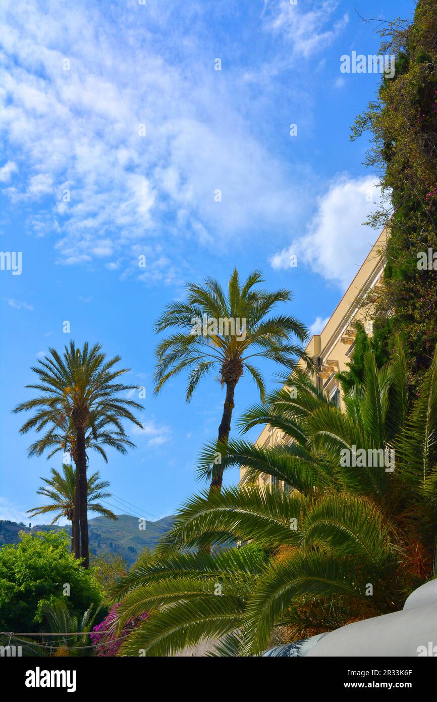 Italia palm hi-res stock photography and images - Alamy