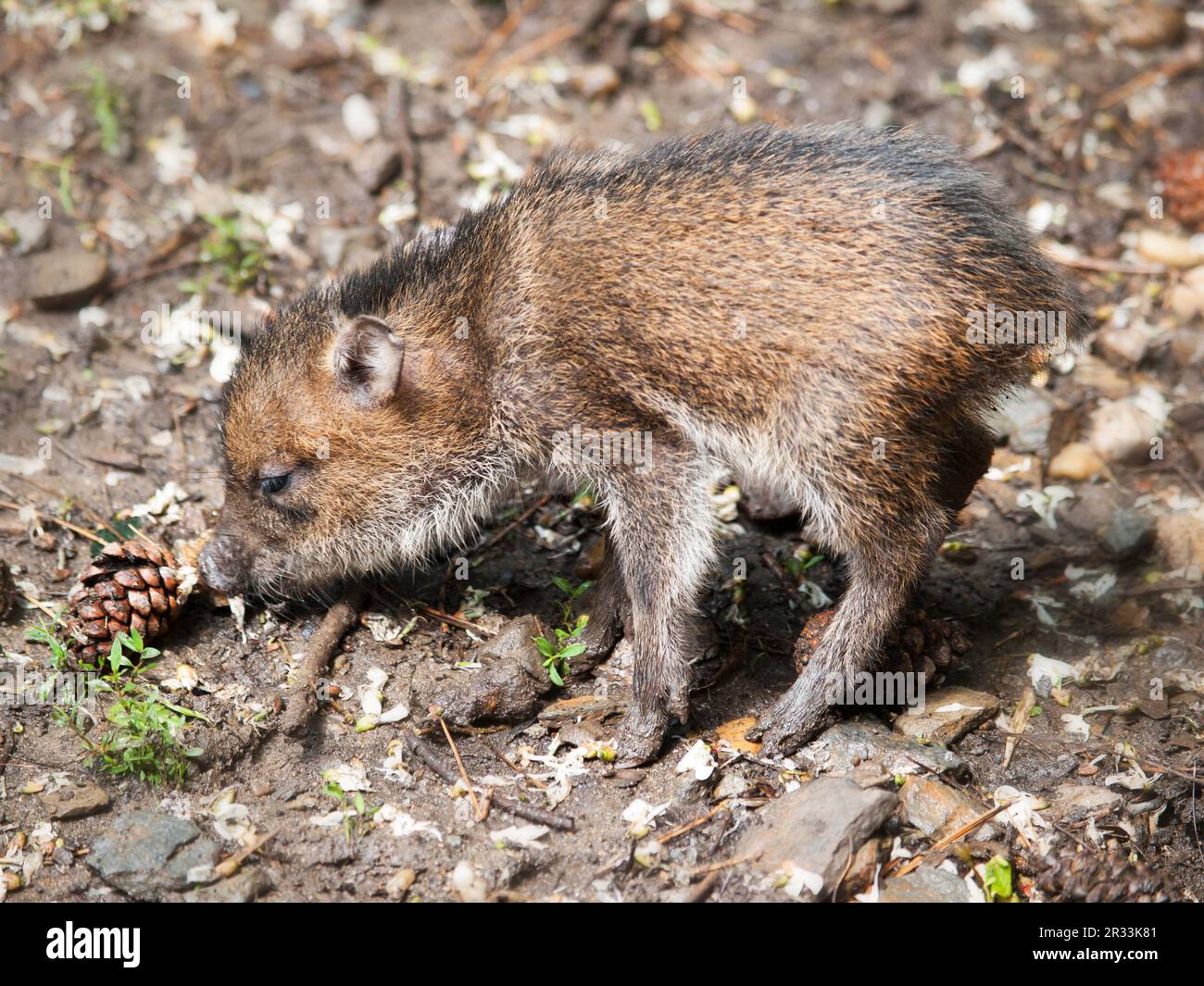 Javelina pecari tajacu hi-res stock photography and images - Alamy