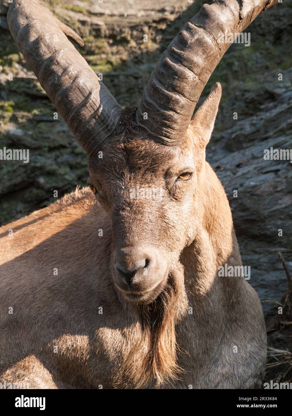 Ram of barbary sheep Ammotragus lervia Stock Photo - Alamy