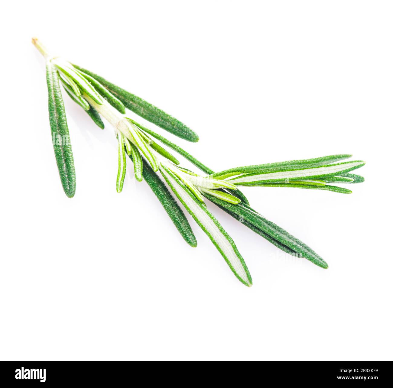 Rosemary leaf hi-res stock photography and images - Alamy