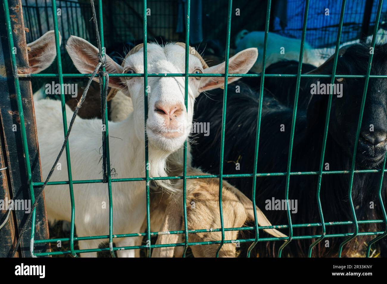 Goat poking its snout through metal fencing. High quality photo Stock ...