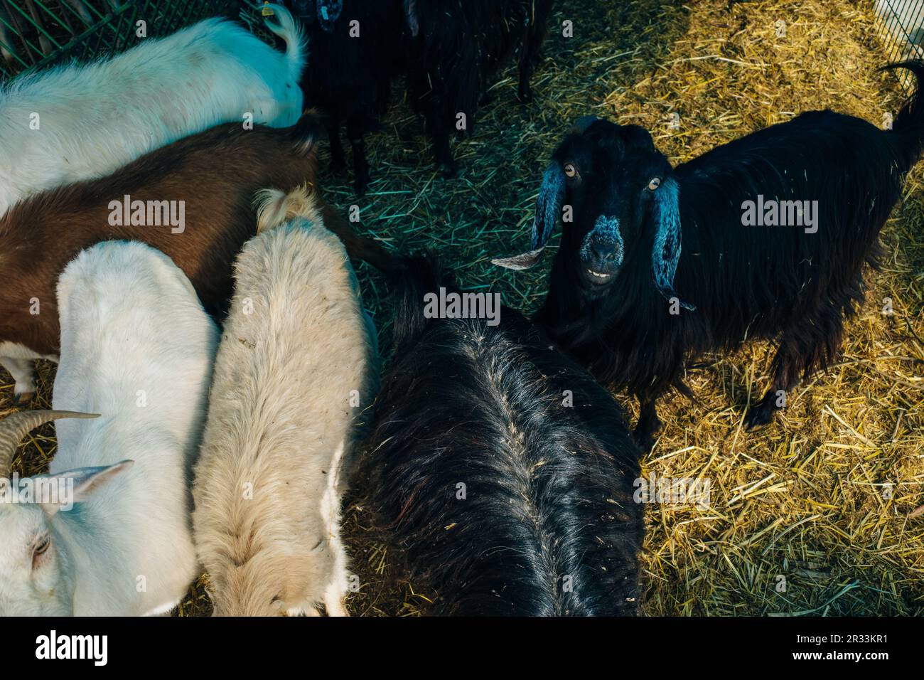 Goat poking its snout through metal fencing. High quality photo Stock ...