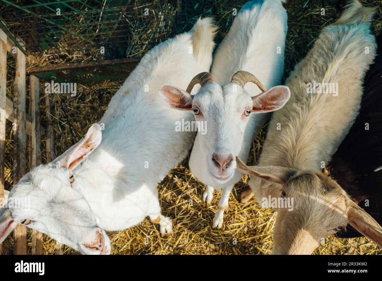 Horned goat eats grass hi-res stock photography and images - Alamy
