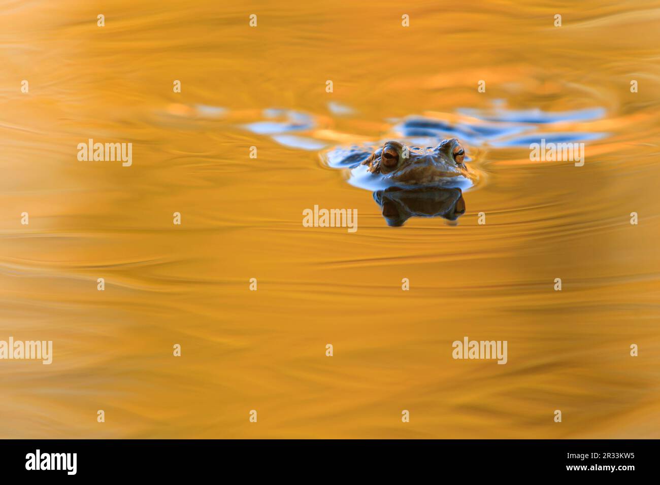 Common toad in the evening light at the lake (Bufo bufo Stock Photo - Alamy