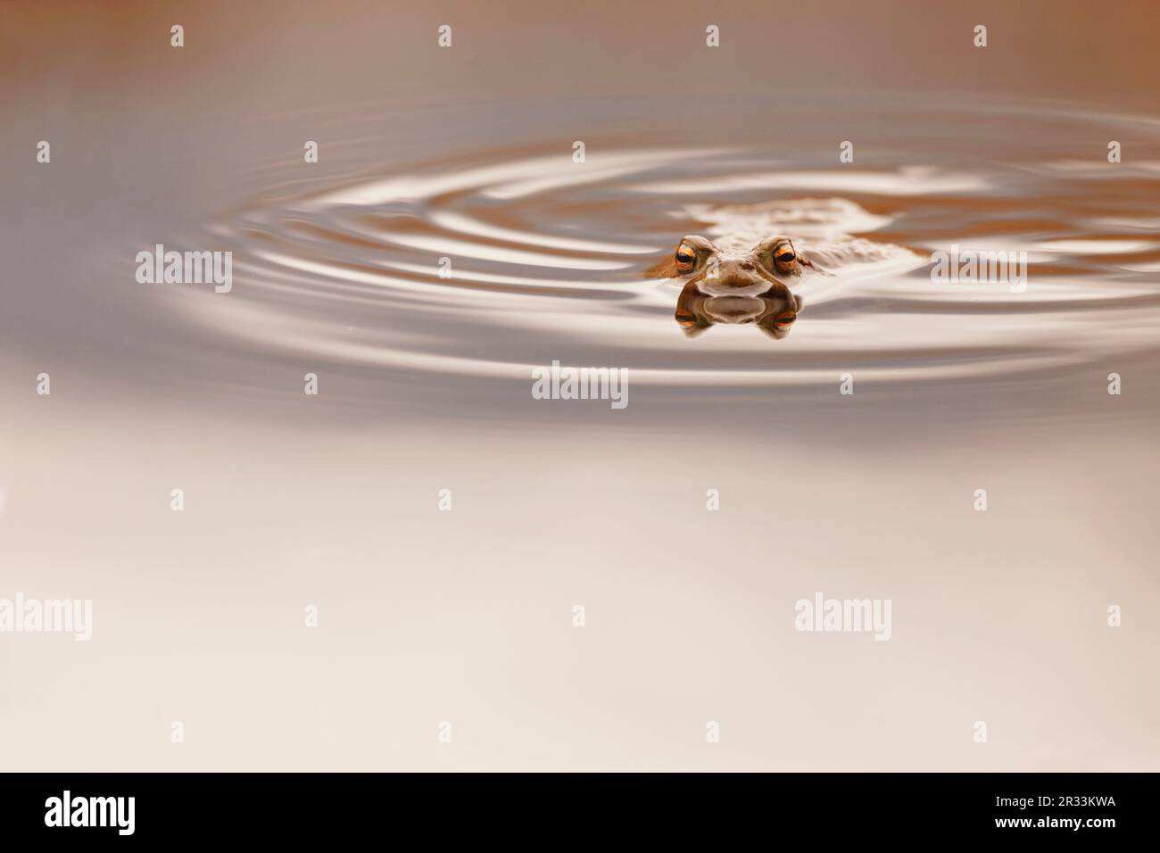 Common toad in the evening light at the lake (Bufo bufo Stock Photo - Alamy