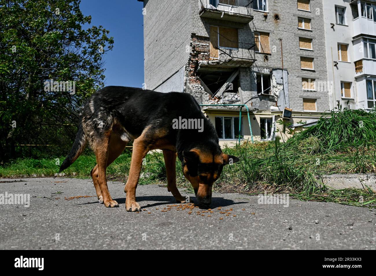 Non Exclusive: ZAPORIZHZHIA REGION, UKRAINE - MAY 18, 2023 - A stray ...