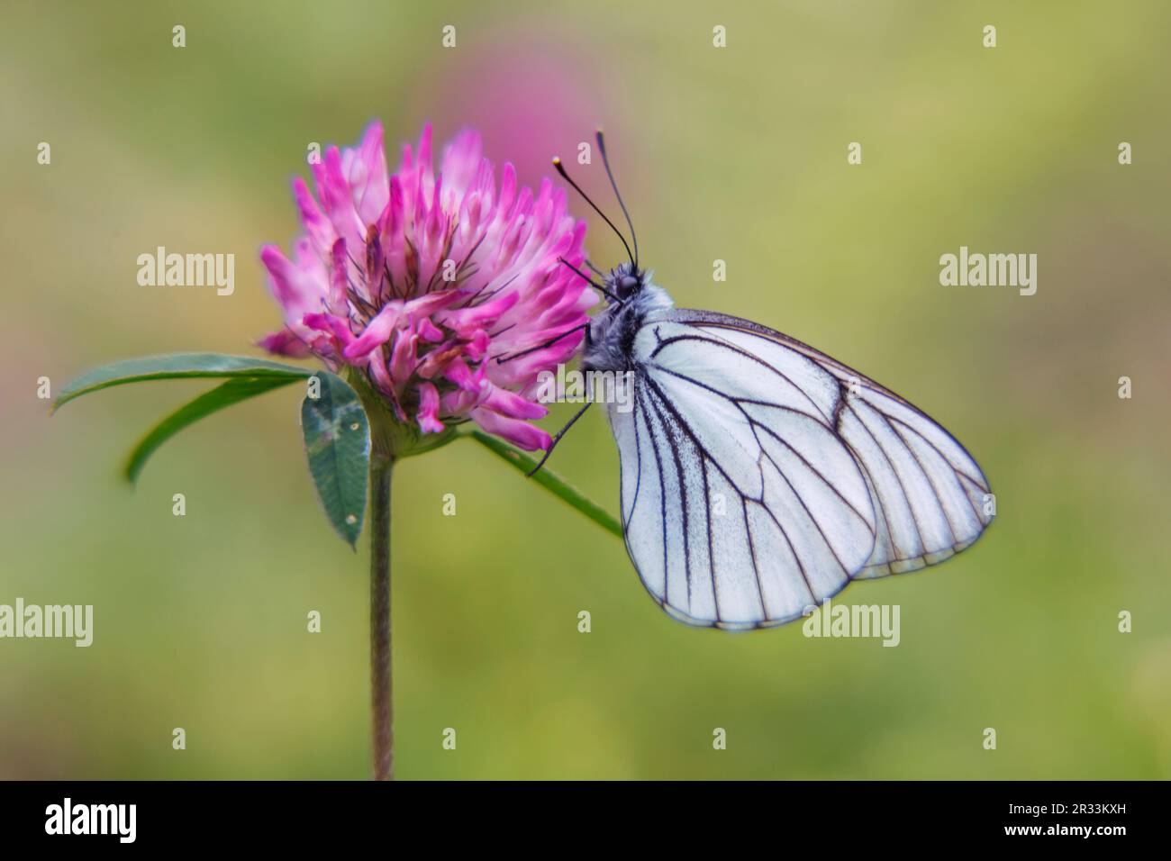 Clover tree hi-res stock photography and images - Alamy