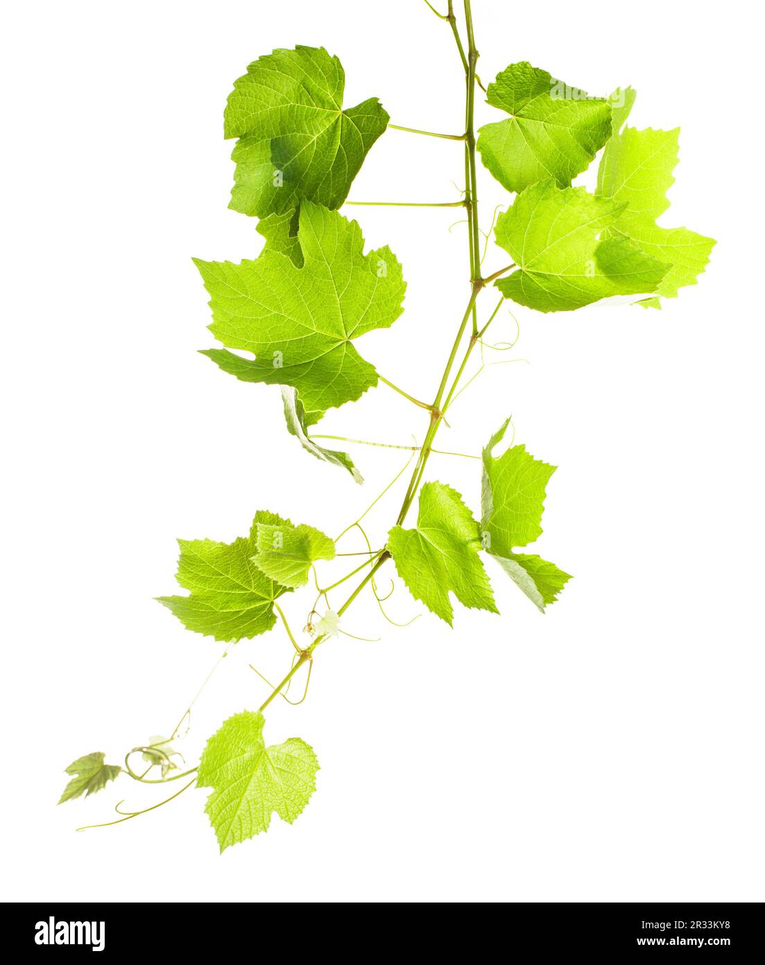 Grape texture Cut Out Stock Images & Pictures - Alamy