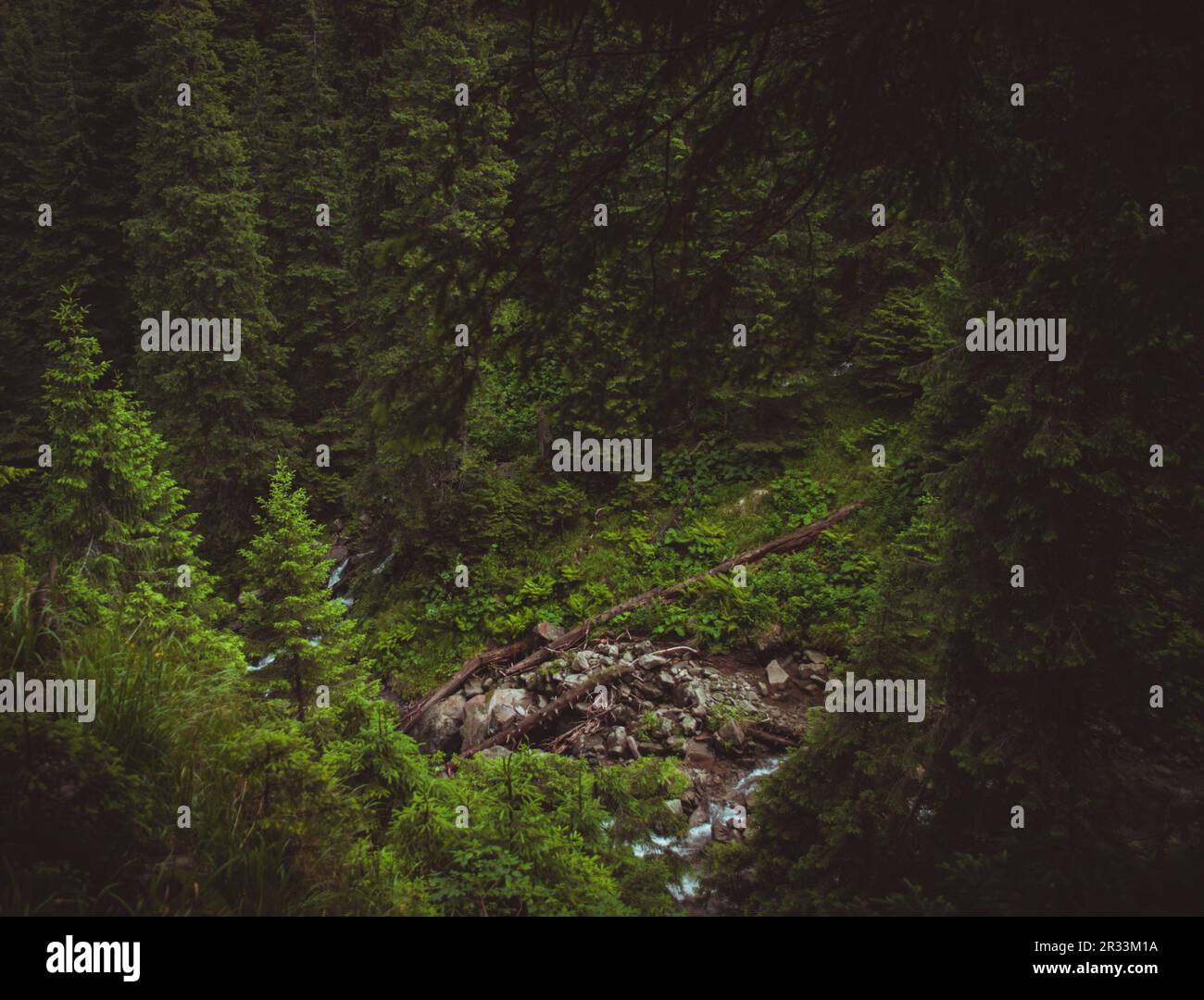 Creepy forest hi-res stock photography and images - Alamy