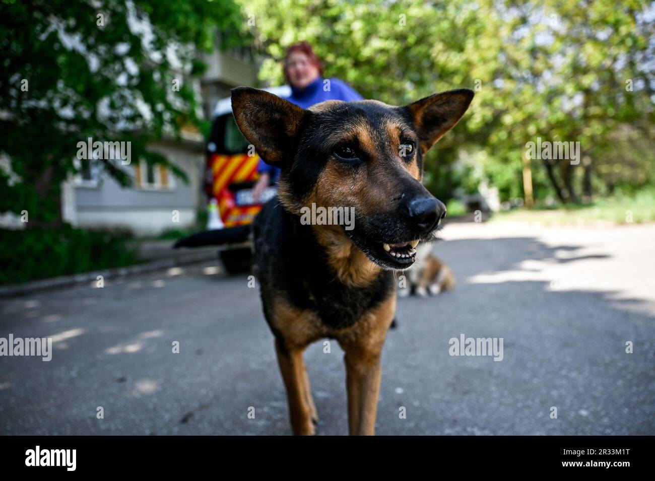 Non Exclusive: ZAPORIZHZHIA REGION, UKRAINE - MAY 18, 2023 - A stray ...