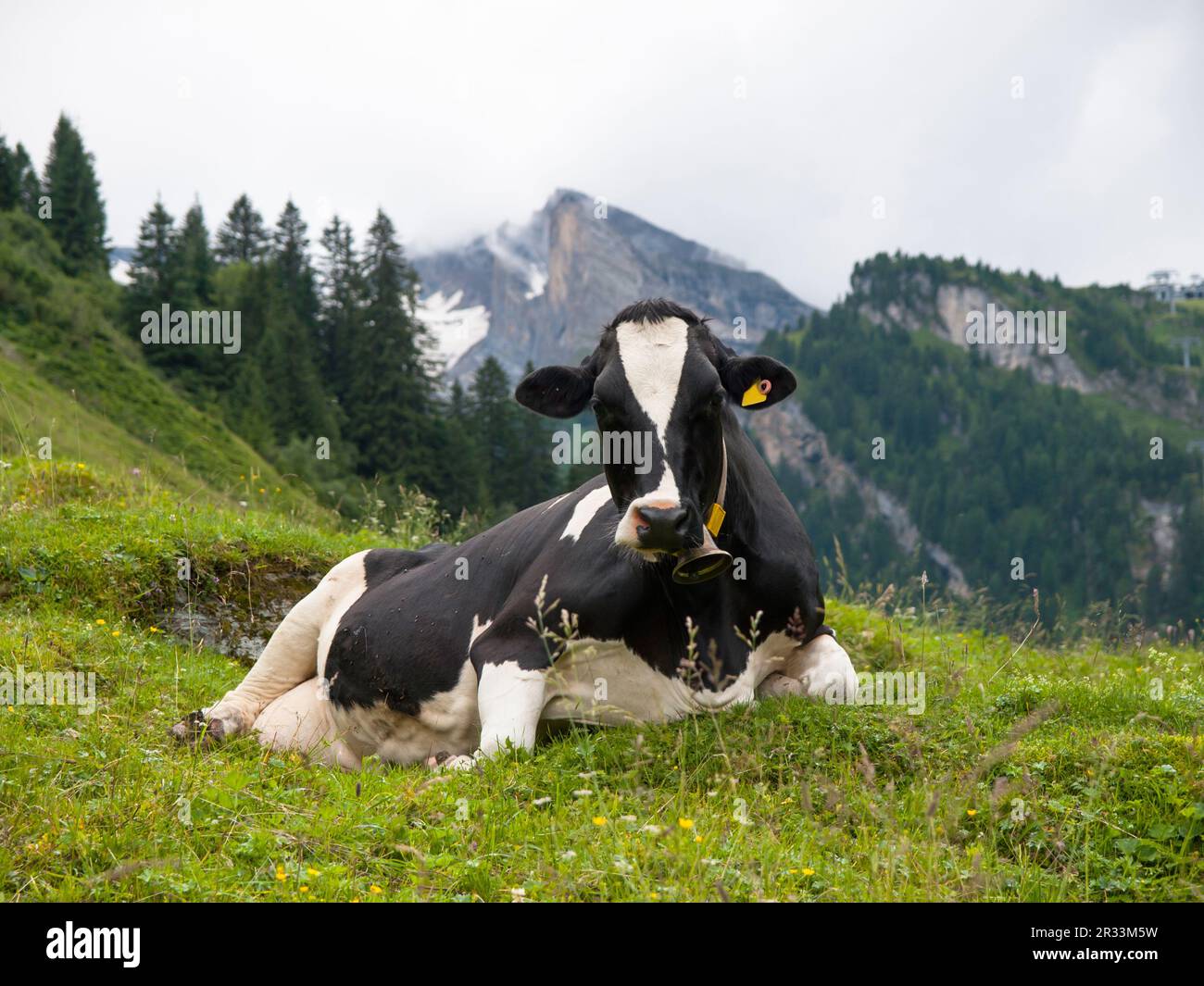 Alpine livestock farming hi-res stock photography and images - Alamy