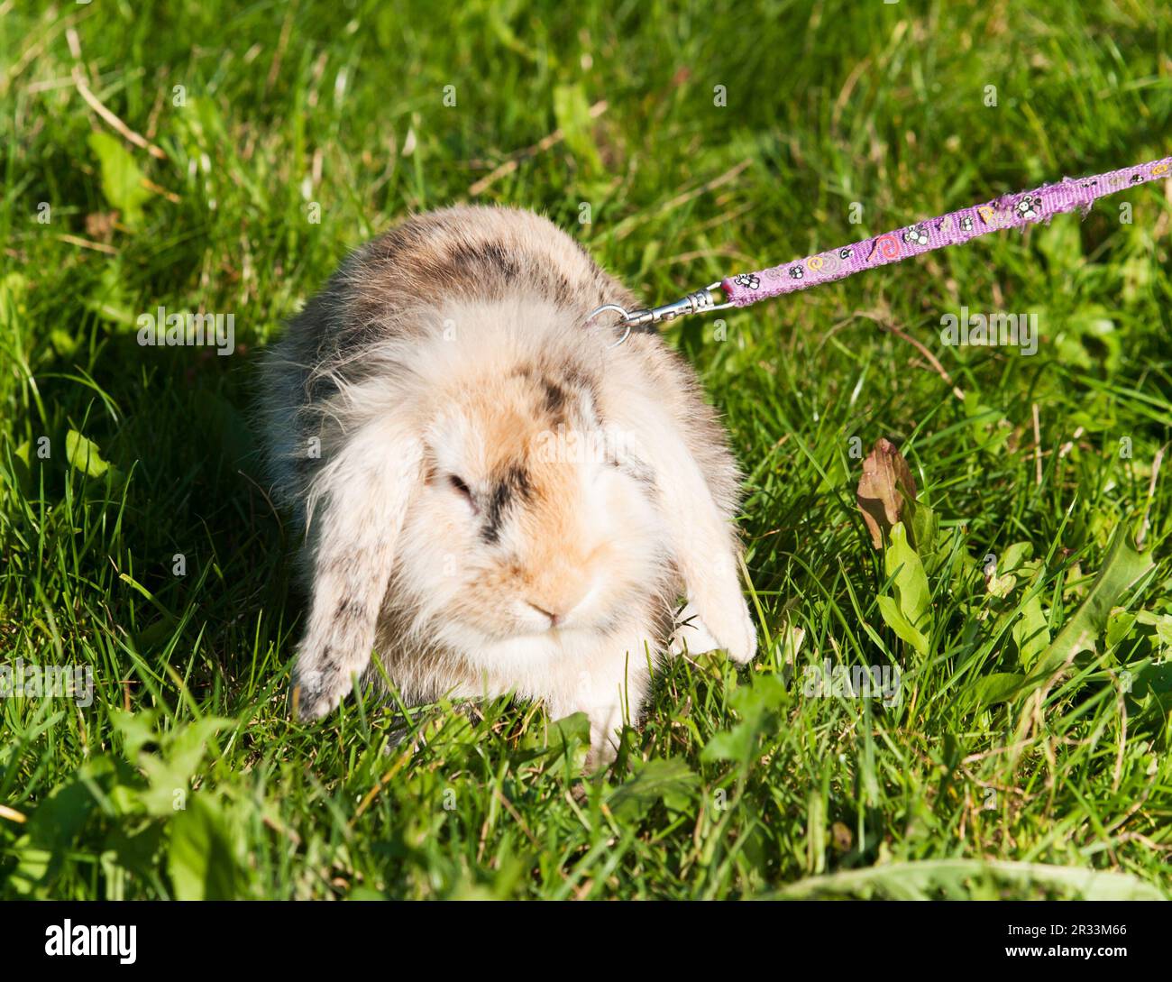 Rabbit on the grass hi-res stock photography and images - Alamy