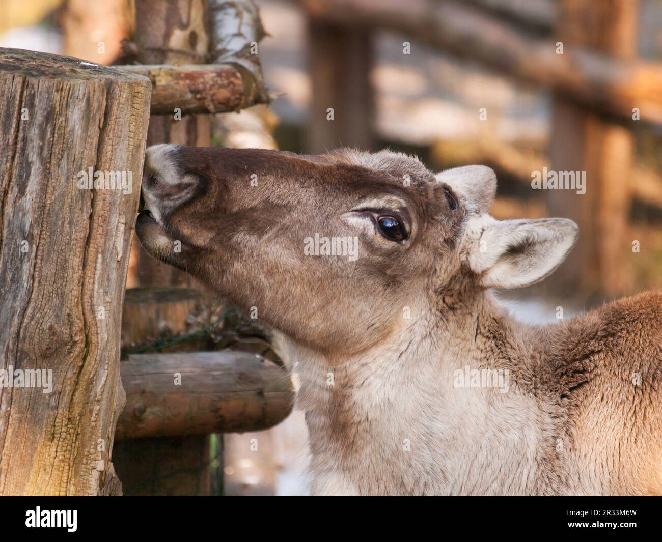 Reindeer mouth hi-res stock photography and images - Alamy