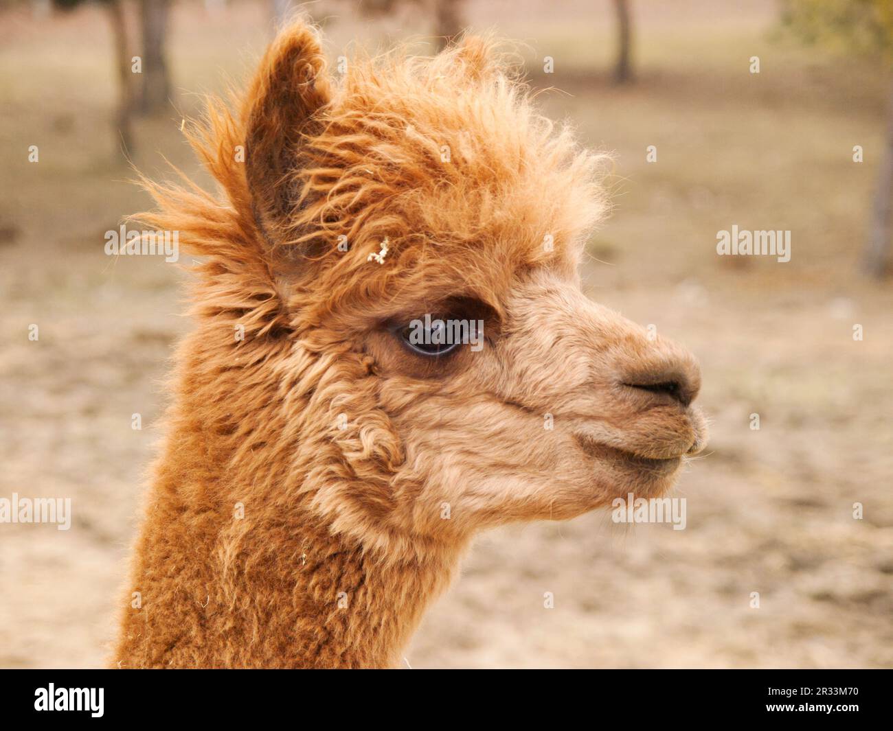 Guanaco llama guanaco hi-res stock photography and images - Alamy
