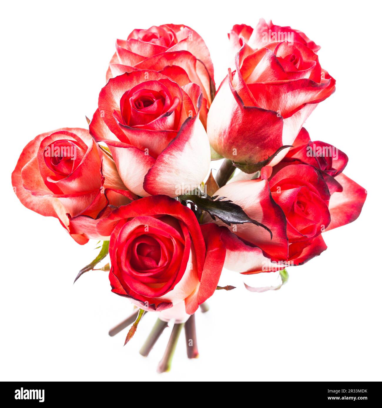 Gradient roses hi-res stock photography and images - Alamy