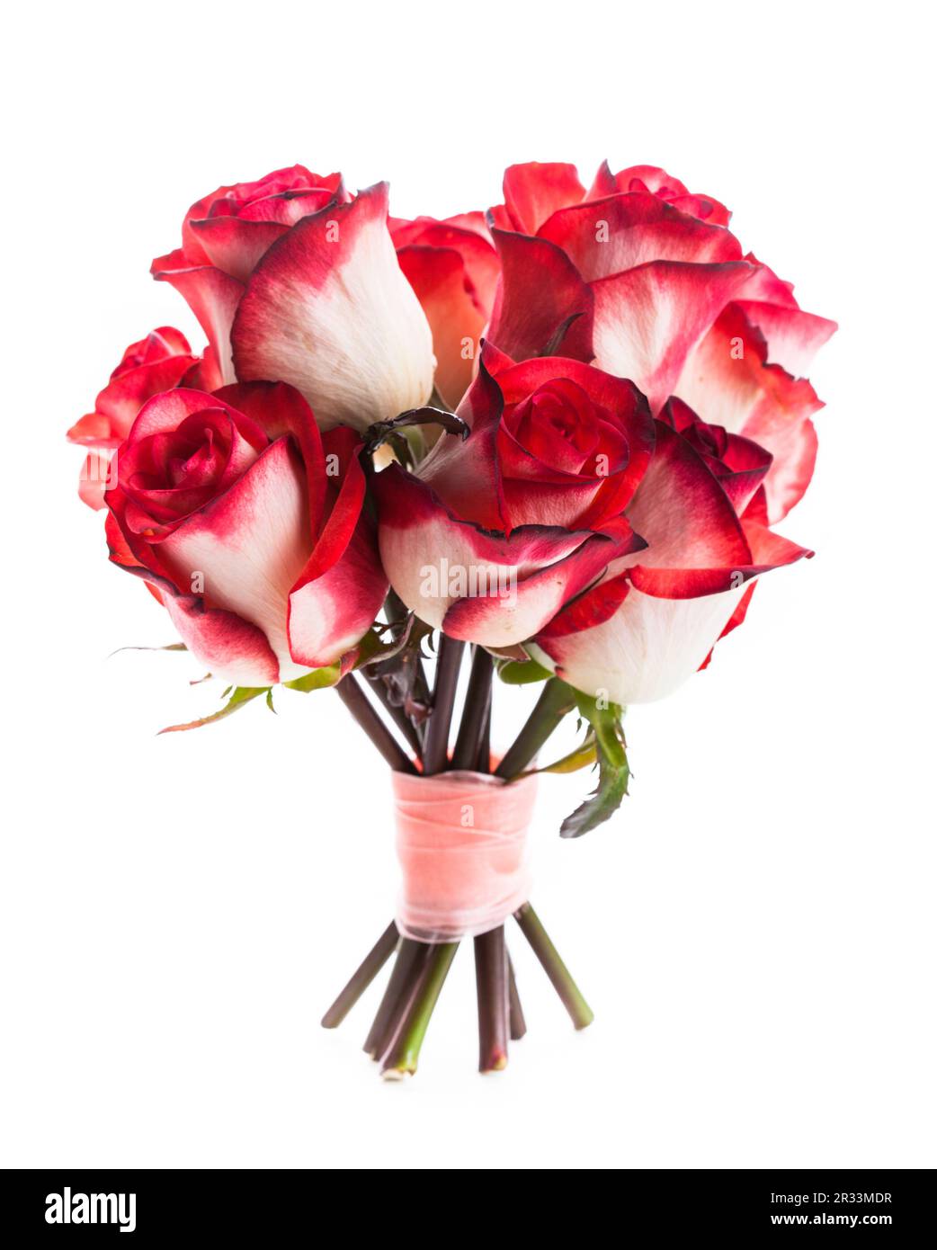 Gradient roses hi-res stock photography and images - Alamy