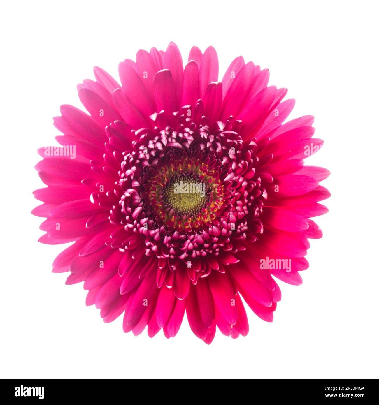 Macro pink white gerbera Cut Out Stock Images & Pictures - Alamy
