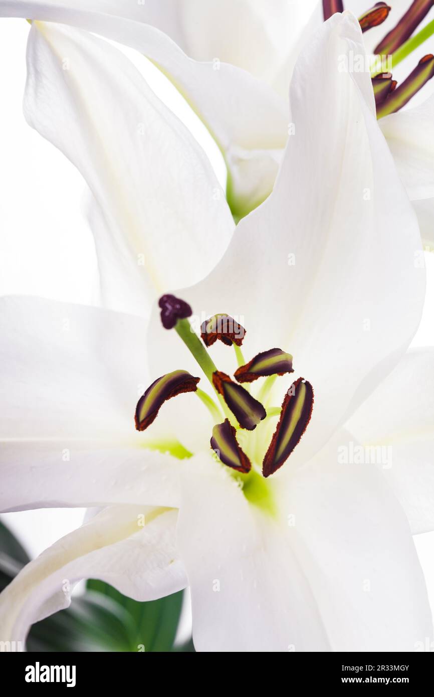 Peace lily white flower hi-res stock photography and images - Alamy