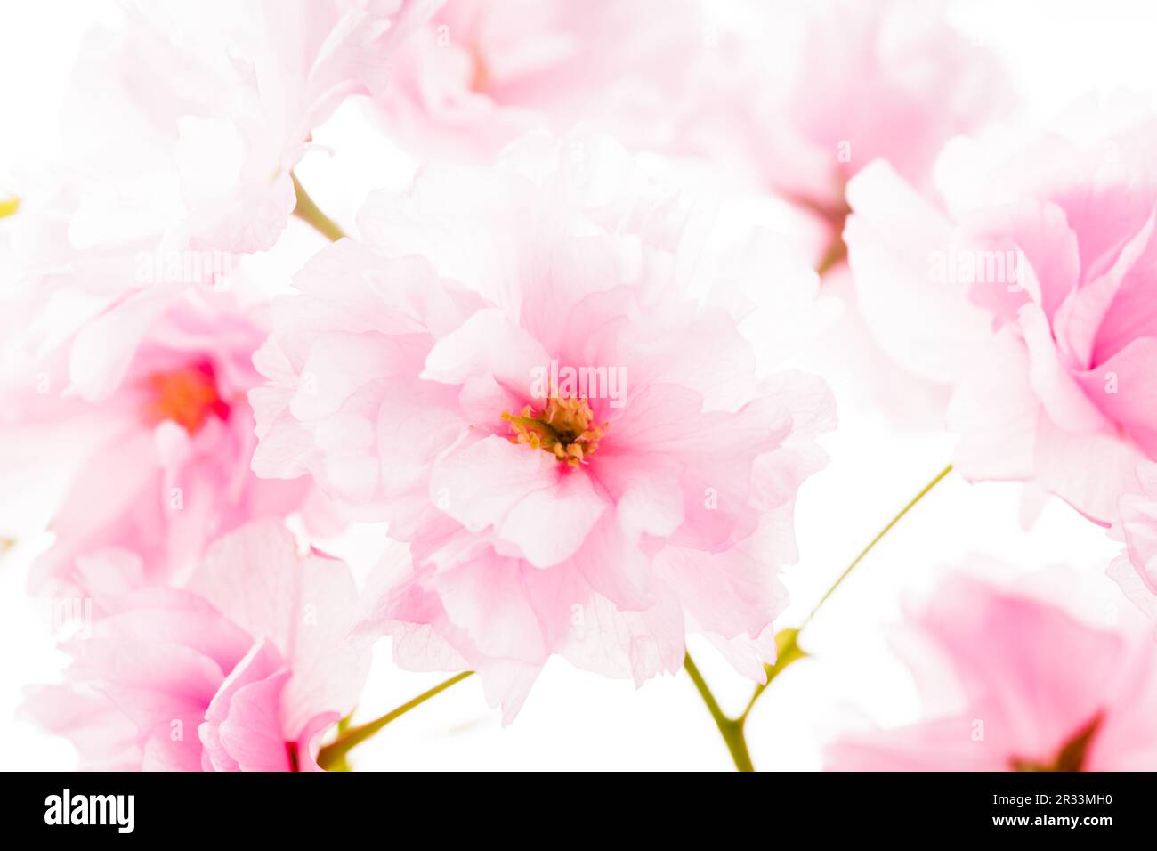 Sakura japanese plant hi-res stock photography and images - Alamy