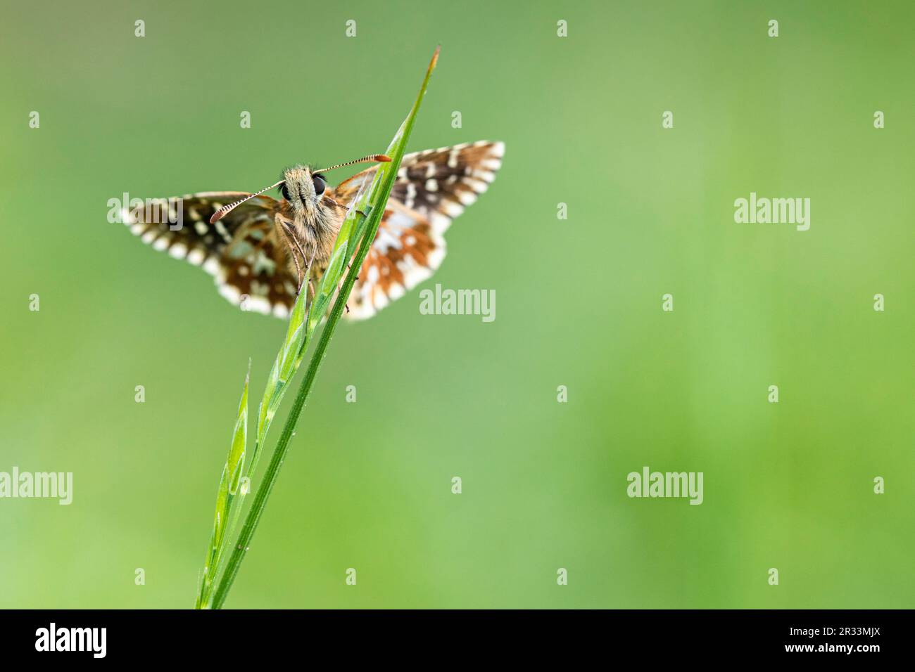Red underwing skipper butterfly hi-res stock photography and images - Alamy