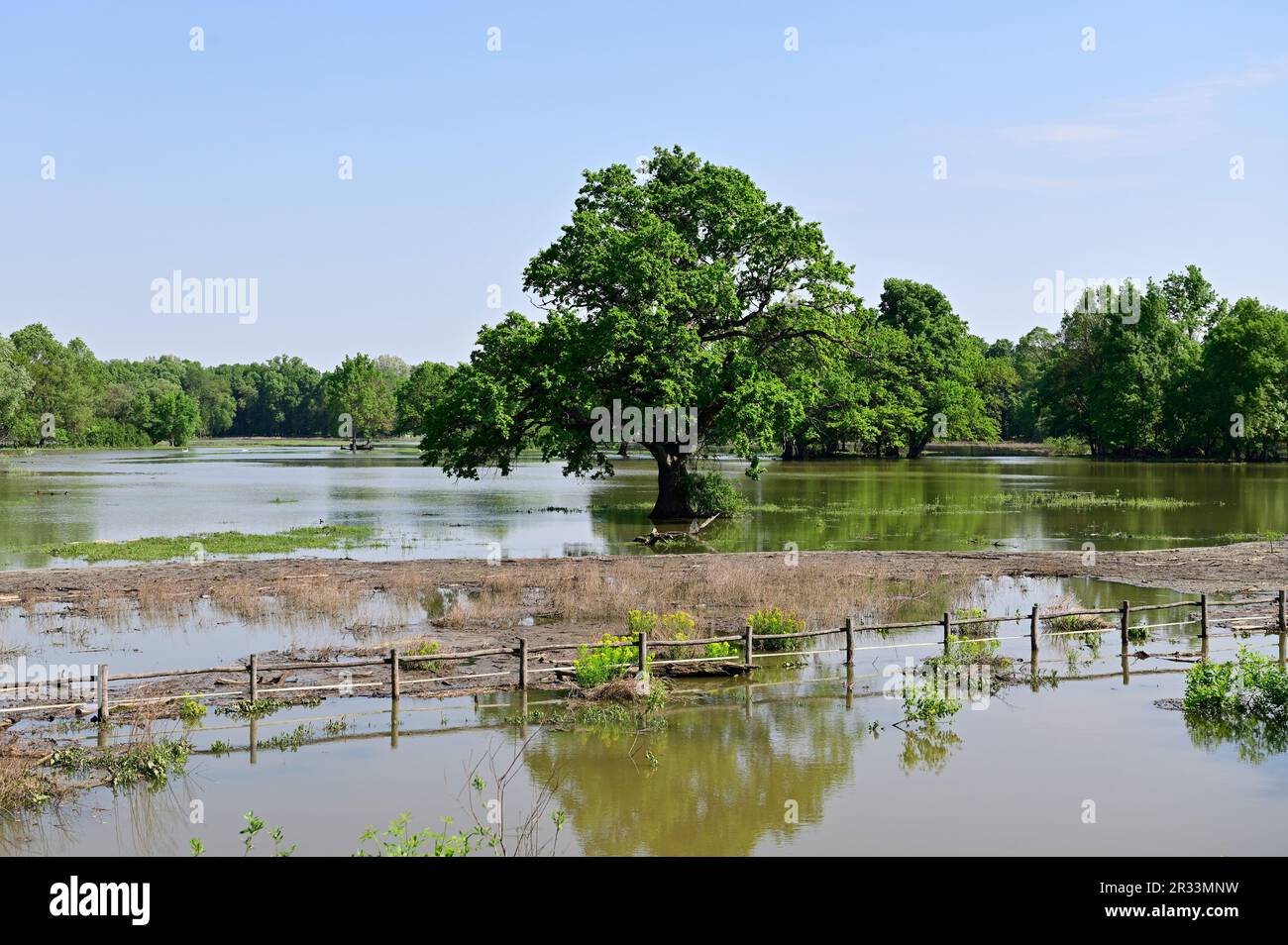 Lower Austria, Austria. Marchauen nature reserve in the floodplain of ...