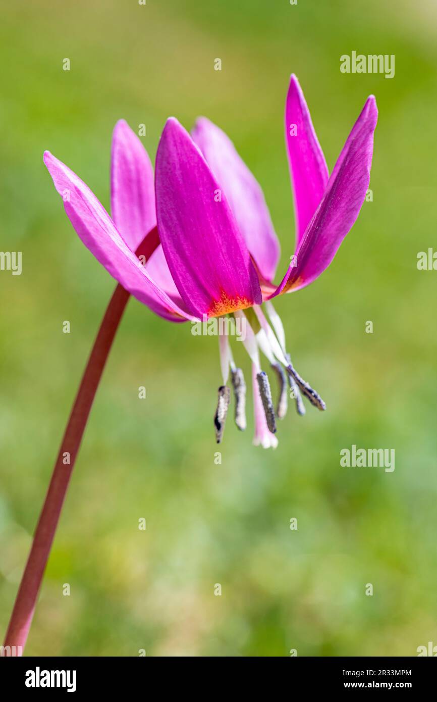Dog's-tooth-violet or Dogtooth violet - Erythronium dens-canis ...