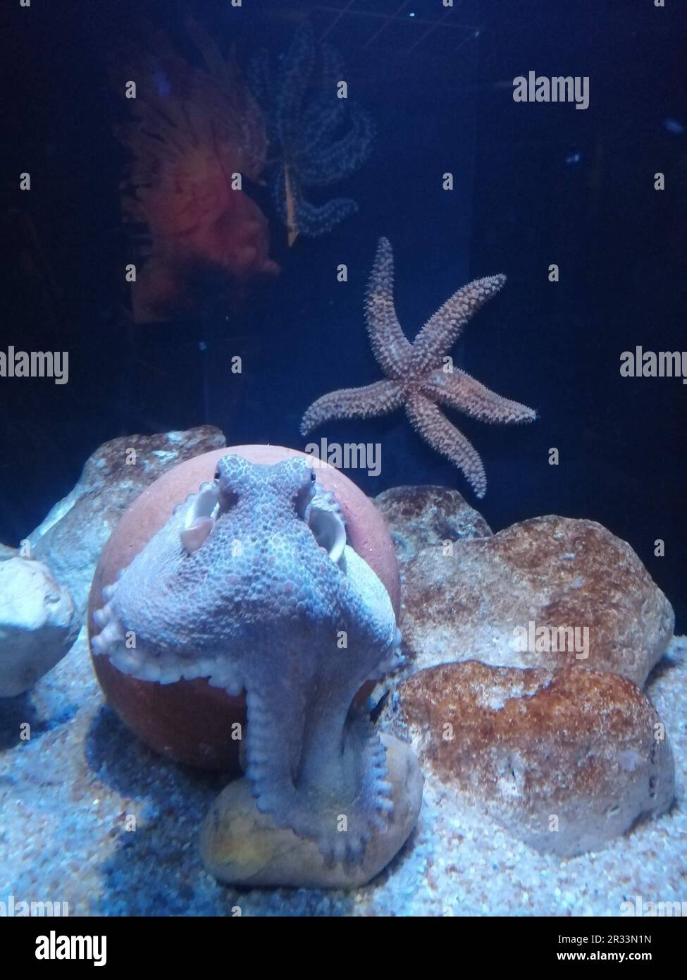 Octopus and Starfish - Octopoda and Asteroidea Stock Photo - Alamy