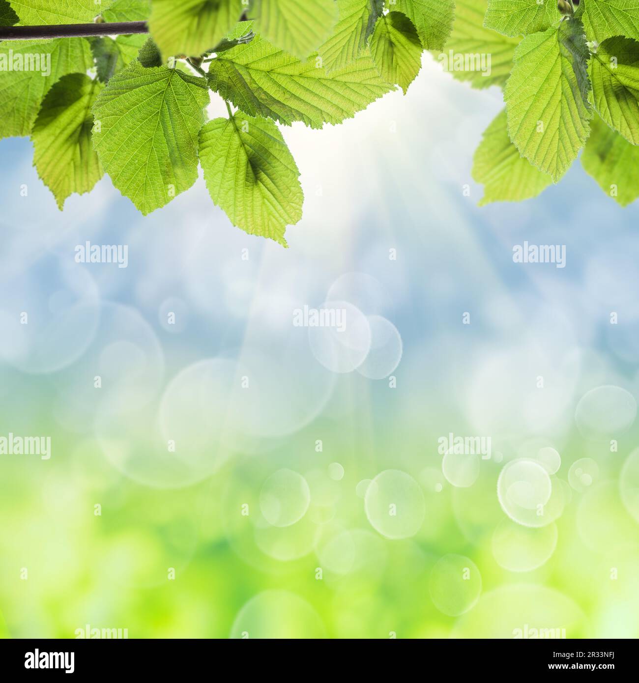 Spring green leaves hi-res stock photography and images - Alamy
