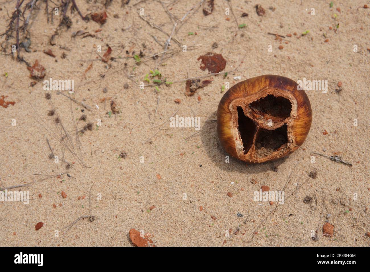 In its weathered shape, a fallen dried Palmyra fruit shell serves as a ...