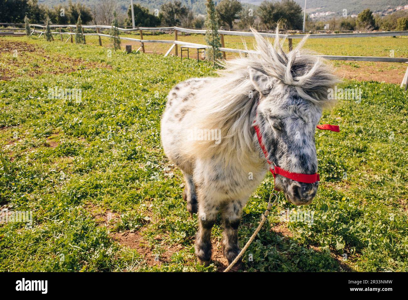 Beautiful appaloosa pony on the field. High quality photo Stock Photo ...