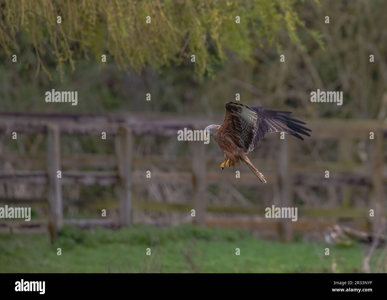 Yellow bird of prey talons hi-res stock photography and images - Alamy
