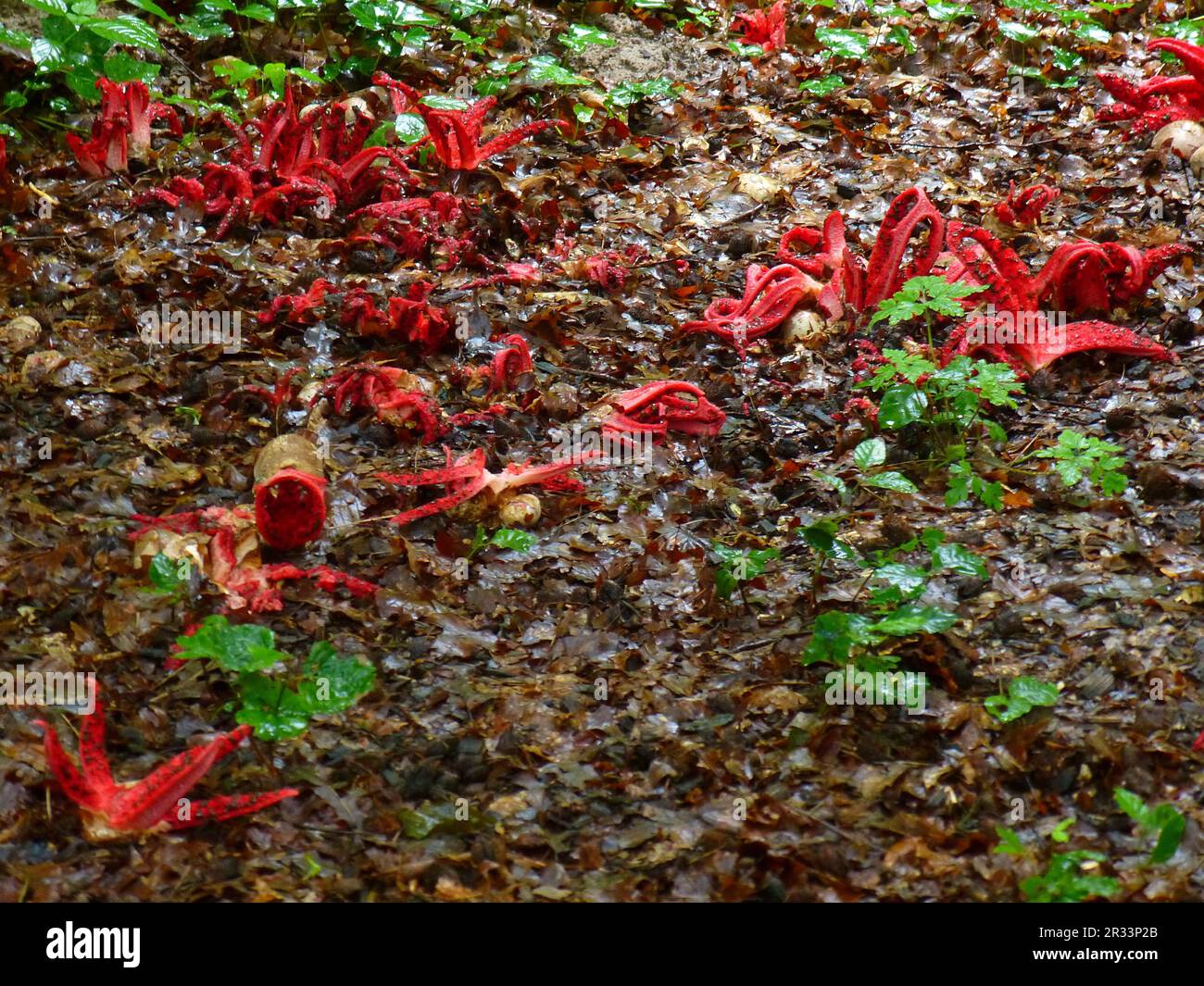 Cuttlefish mushroom (Clathrus archeri Stock Photo - Alamy