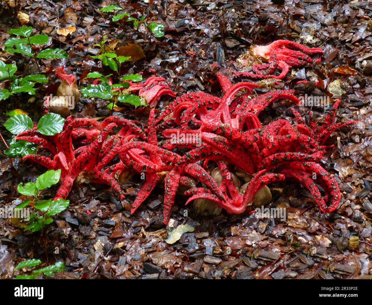 Clathrus archeri hi-res stock photography and images - Alamy