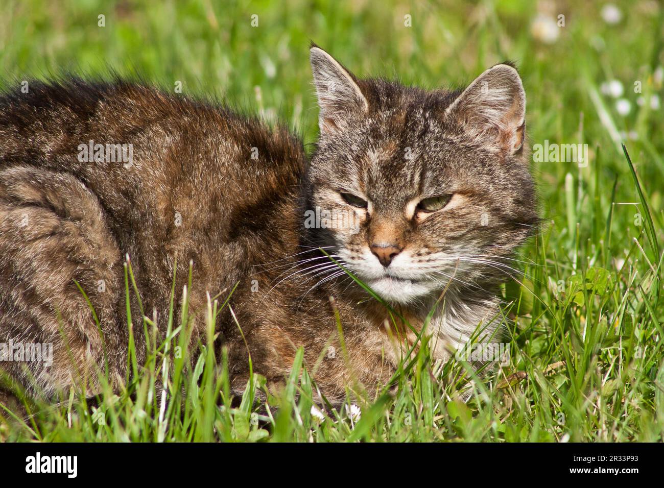 Old cat hi-res stock photography and images - Alamy